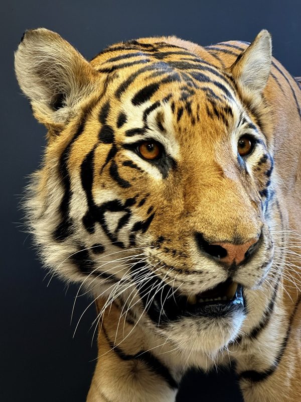 Mounted Tiger - BEAST Interiors