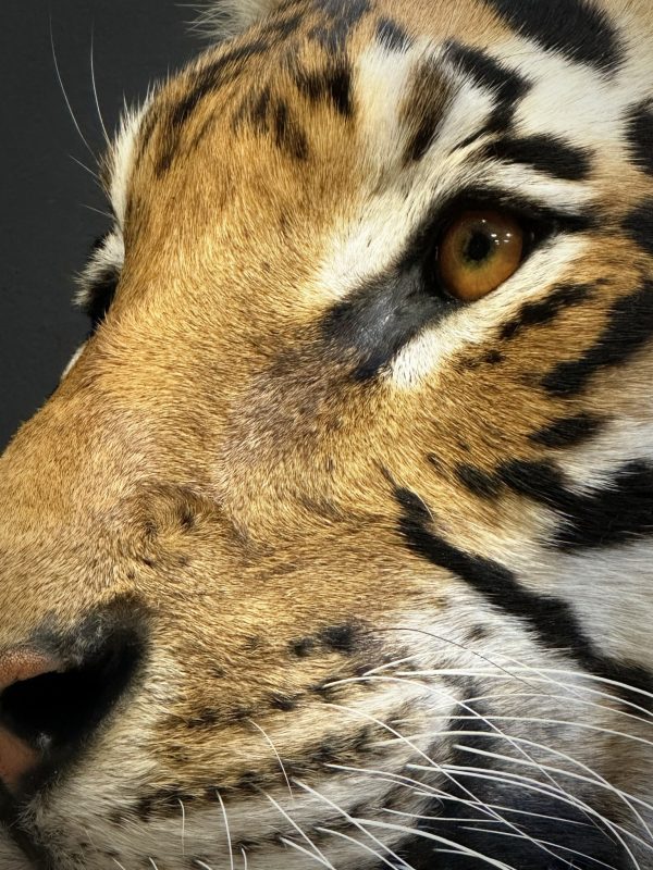 Mounted Tiger - BEAST Interiors