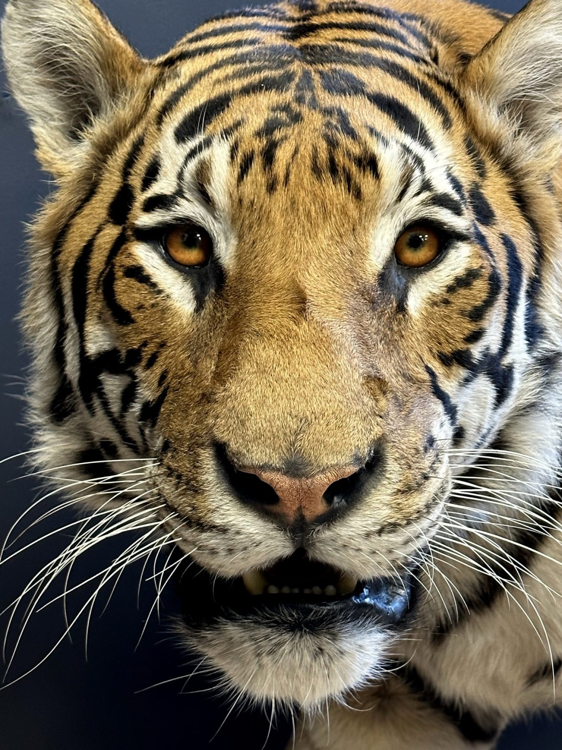 Mounted Tiger - BEAST Interiors