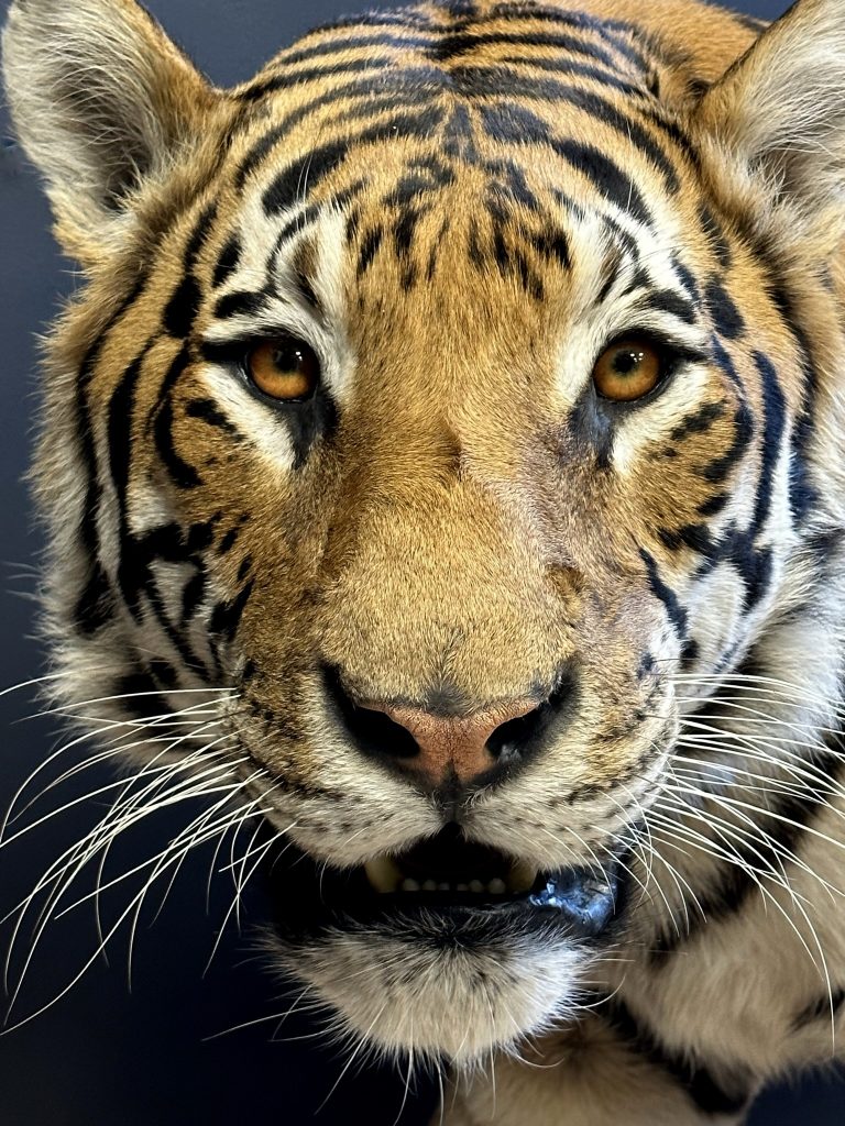 Mounted Tiger - BEAST Interiors