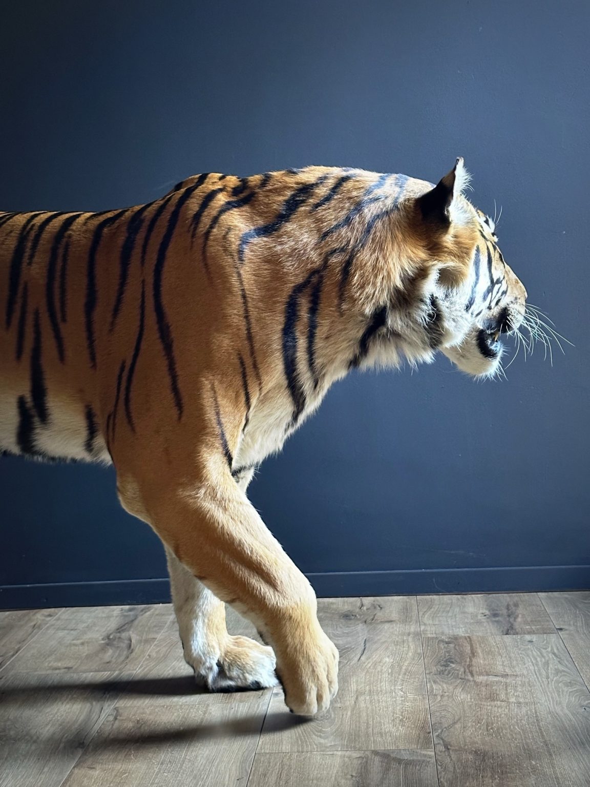 Mounted Tiger - BEAST Interiors