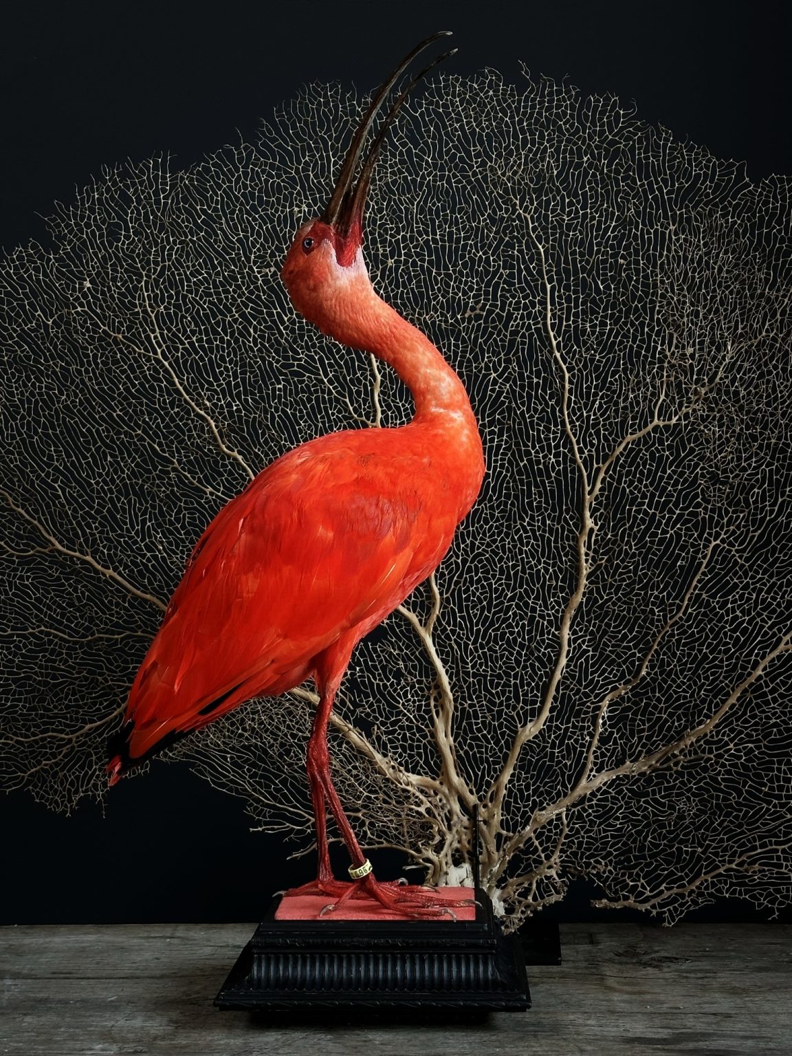 Taxidermy red ibis - BEAST Interiors