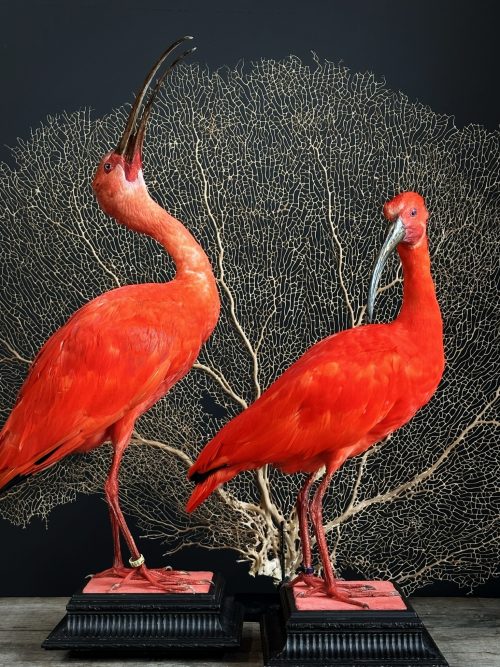 Taxidermy red ibis - BEAST Interiors