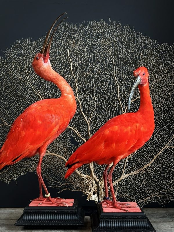 Taxidermy red ibis - BEAST Interiors