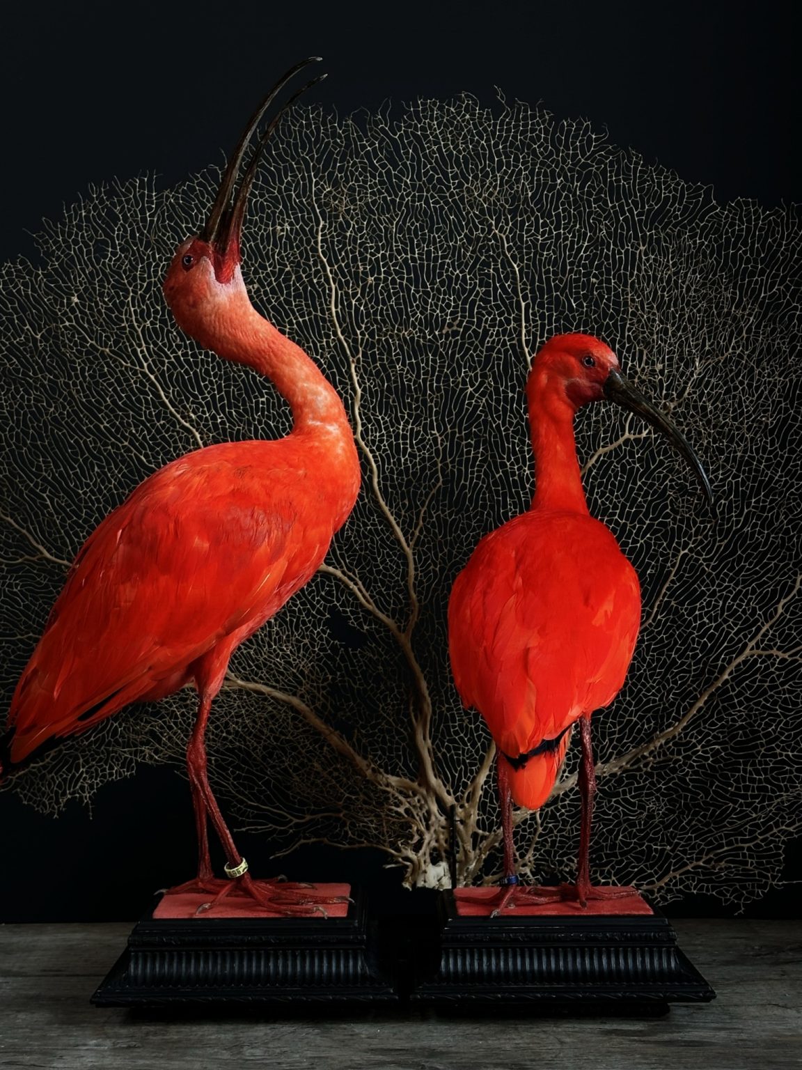 Taxidermy red ibis - BEAST Interiors