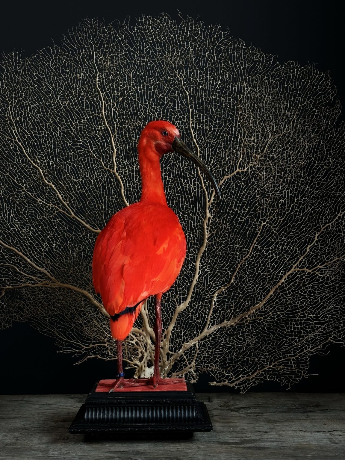 Taxidermy red ibis - BEAST Interiors