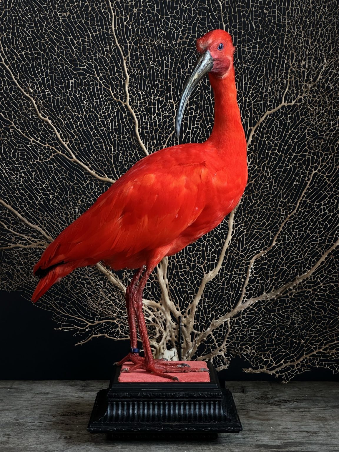 Taxidermy red ibis - BEAST Interiors