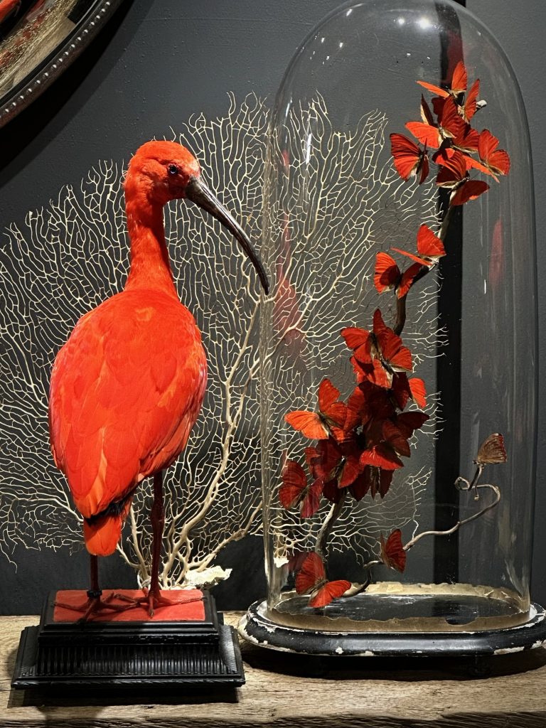Taxidermy red ibis - BEAST Interiors