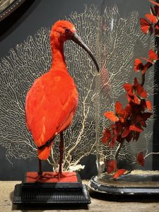 Taxidermy red ibis - BEAST Interiors