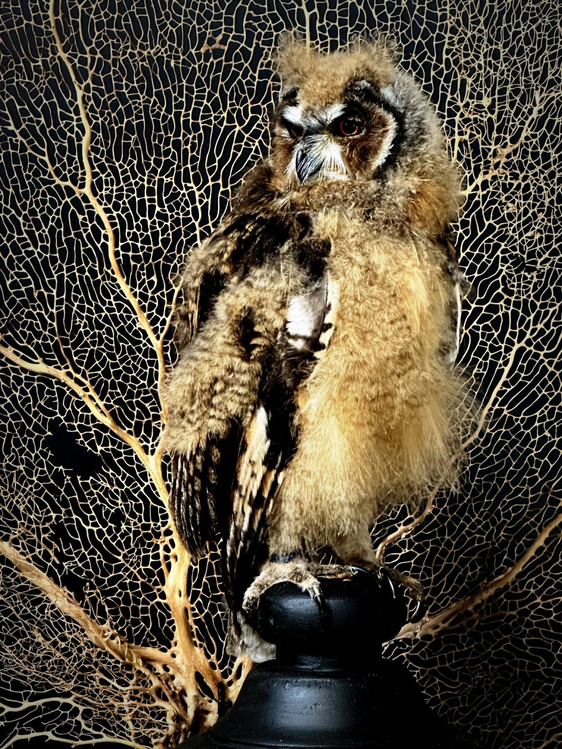 Taxidermy red ibis - BEAST Interiors