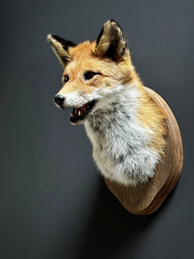 Fox head - BEAST Interiors