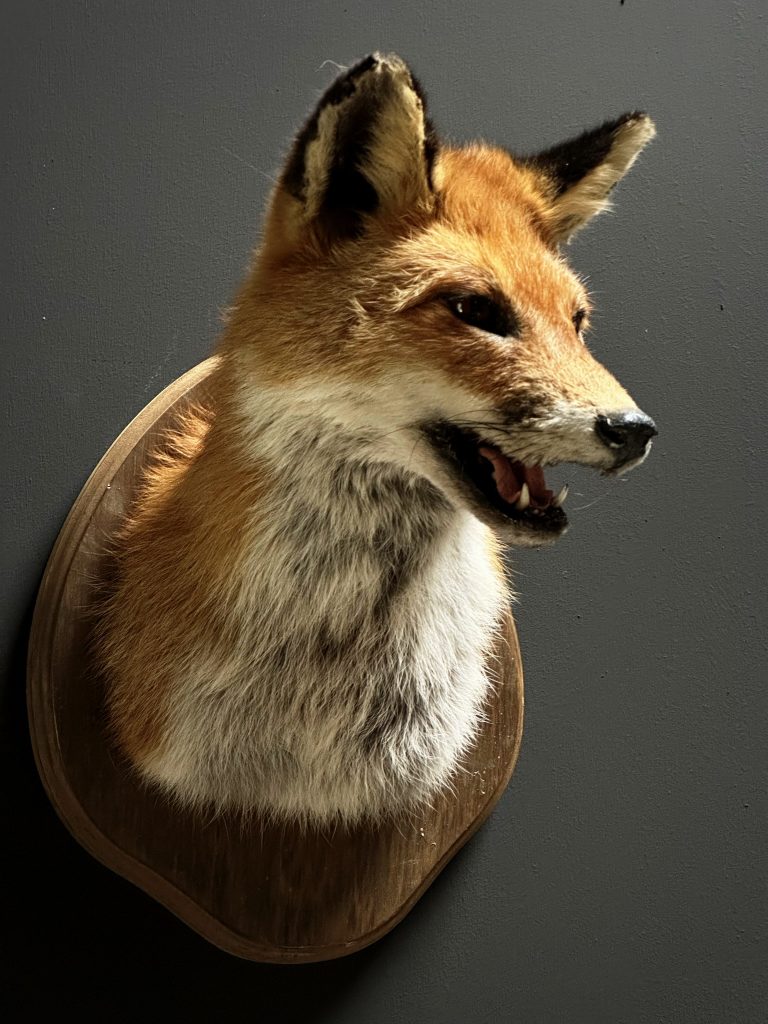 Fox head - BEAST Interiors