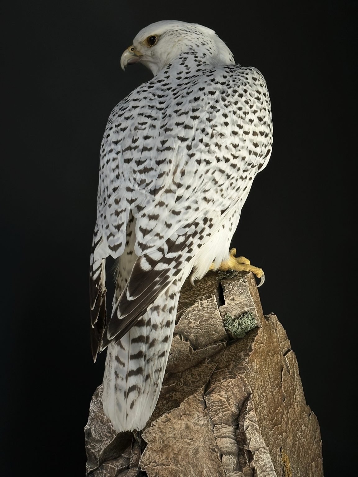 Mounted White Gyrfalcon (Falco rusticulos) - BEAST Interiors
