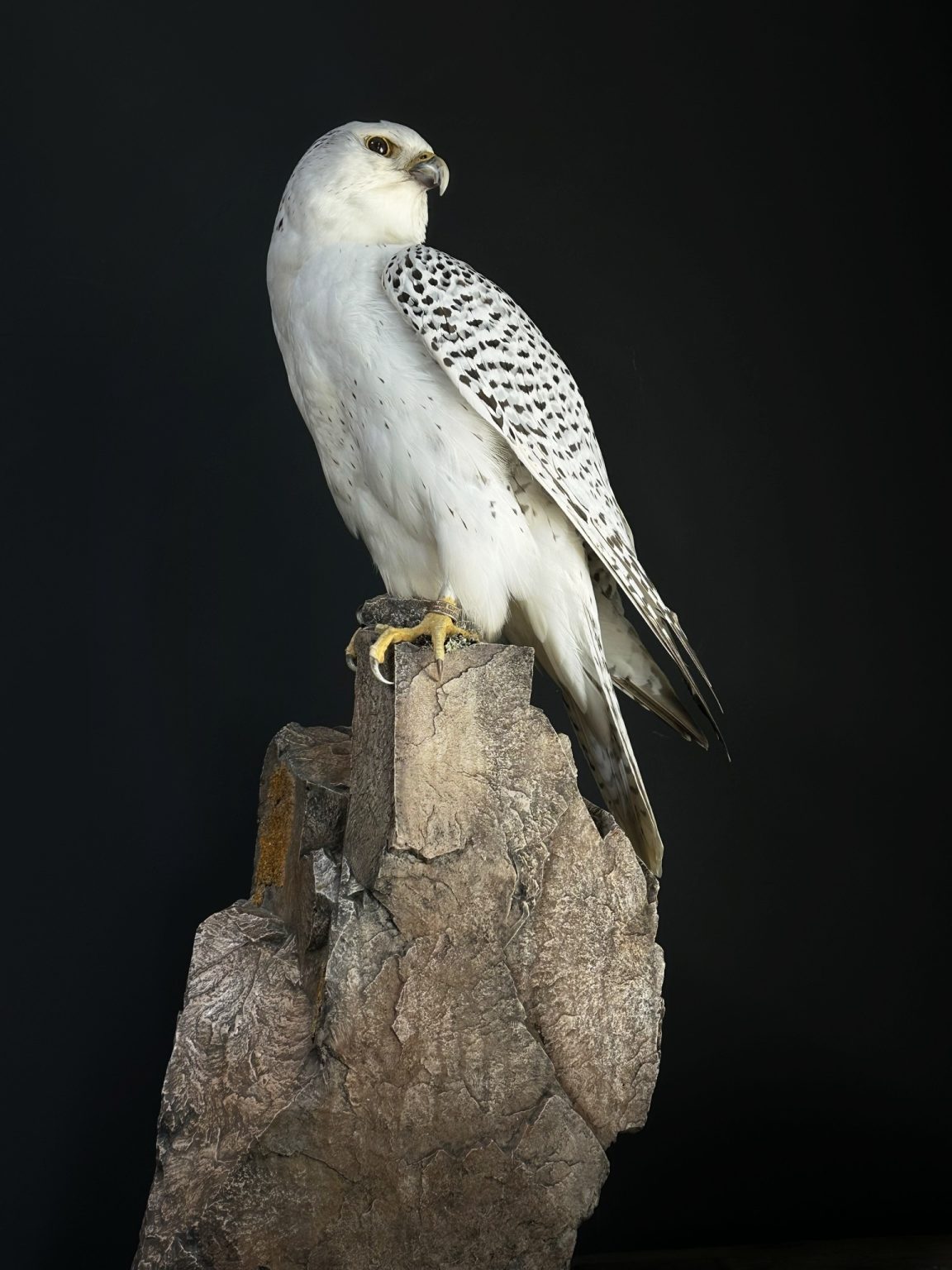 Mounted White Gyrfalcon (Falco rusticulos) - BEAST Interiors