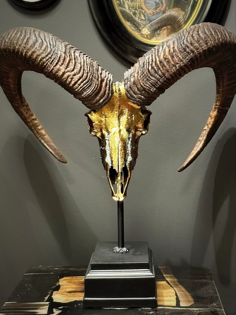 Mouflon skull XXL pedestal - BEAST Interiors