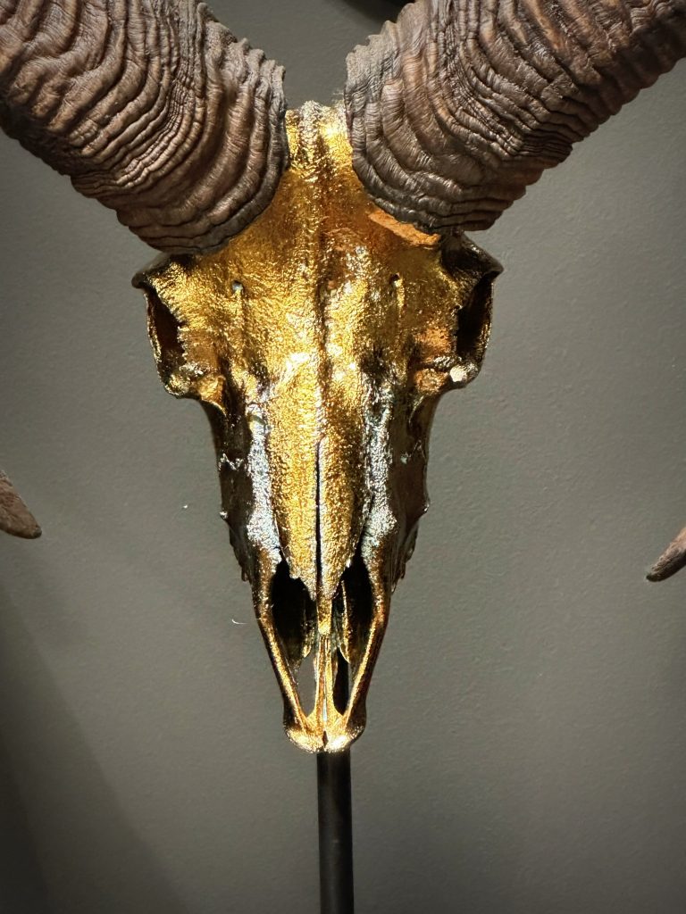 Mouflon skull XXL pedestal - BEAST Interiors