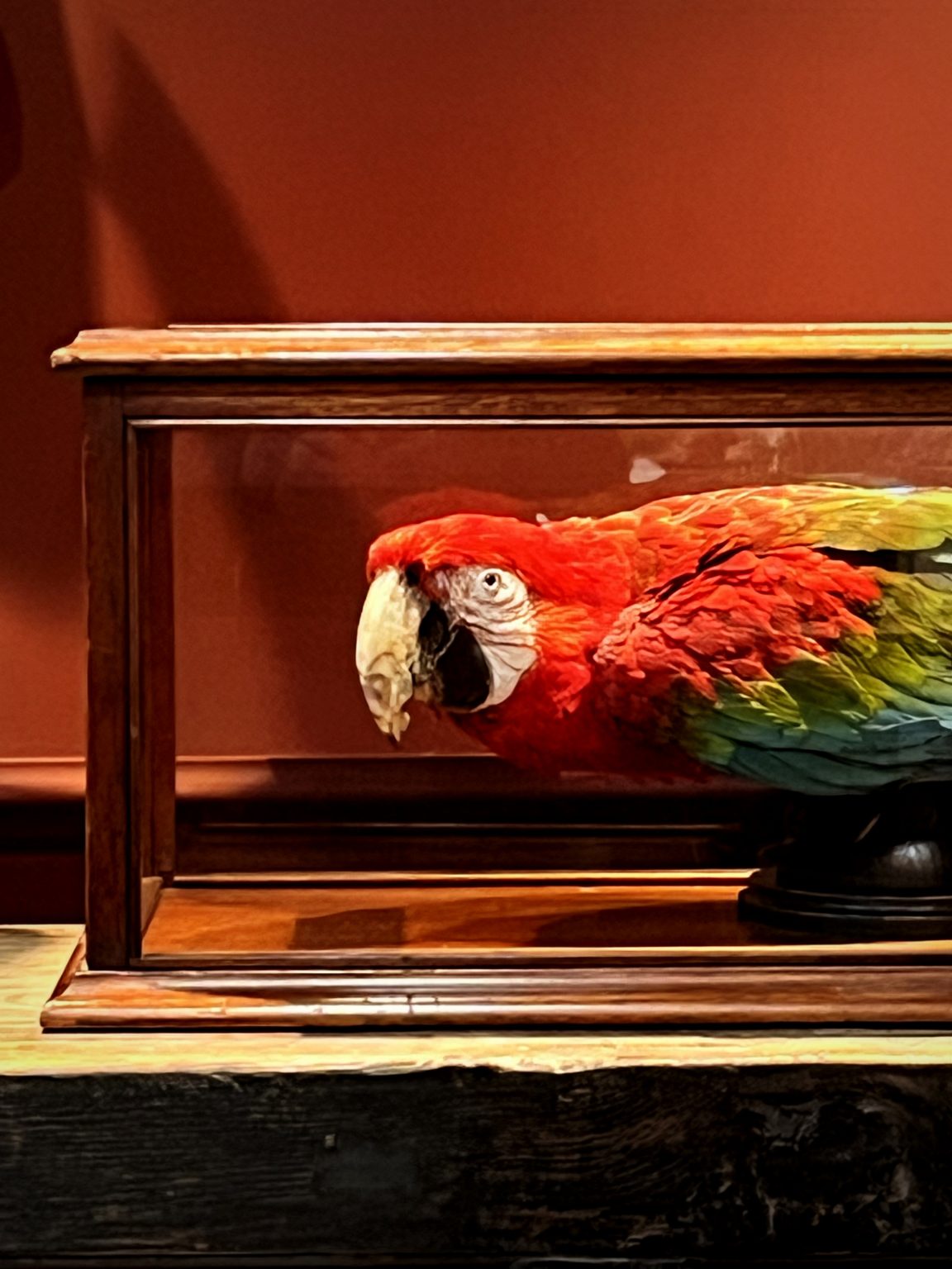 Mounted green-winged macaw in antique display case - BEAST Interiors
