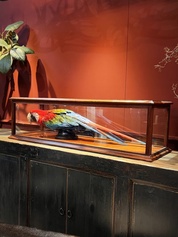 Mounted green-winged macaw in antique display case - BEAST Interiors