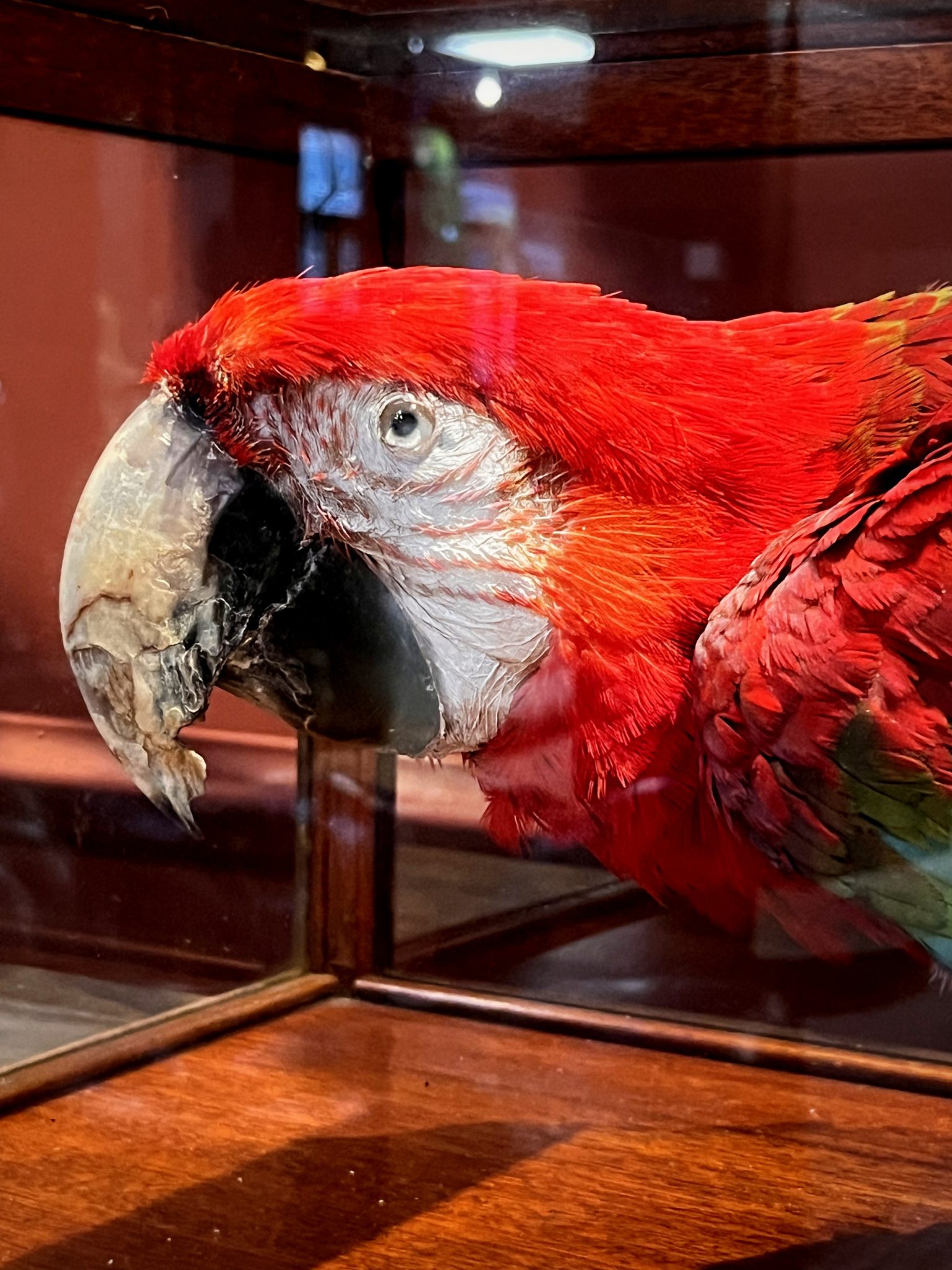 Mounted green-winged macaw in antique display case - BEAST Interiors