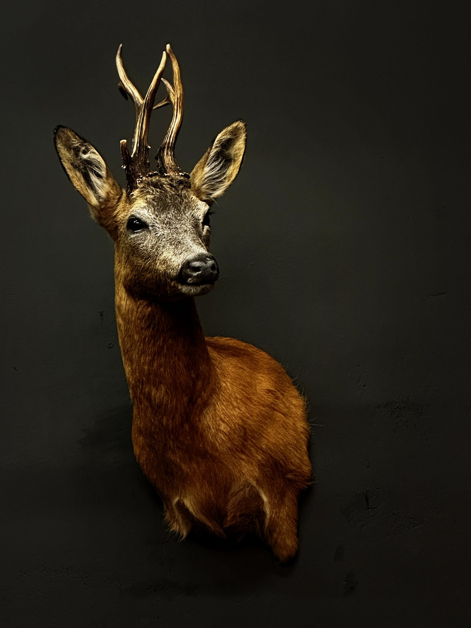 Metalized antler of a red stag - BEAST Interiors