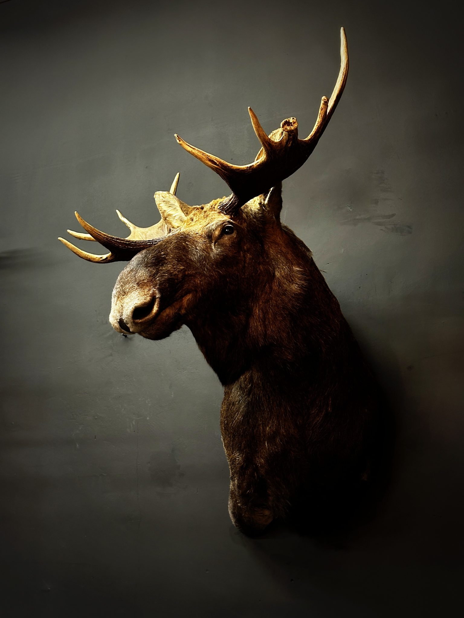 Scandinavian moose head - BEAST Interiors
