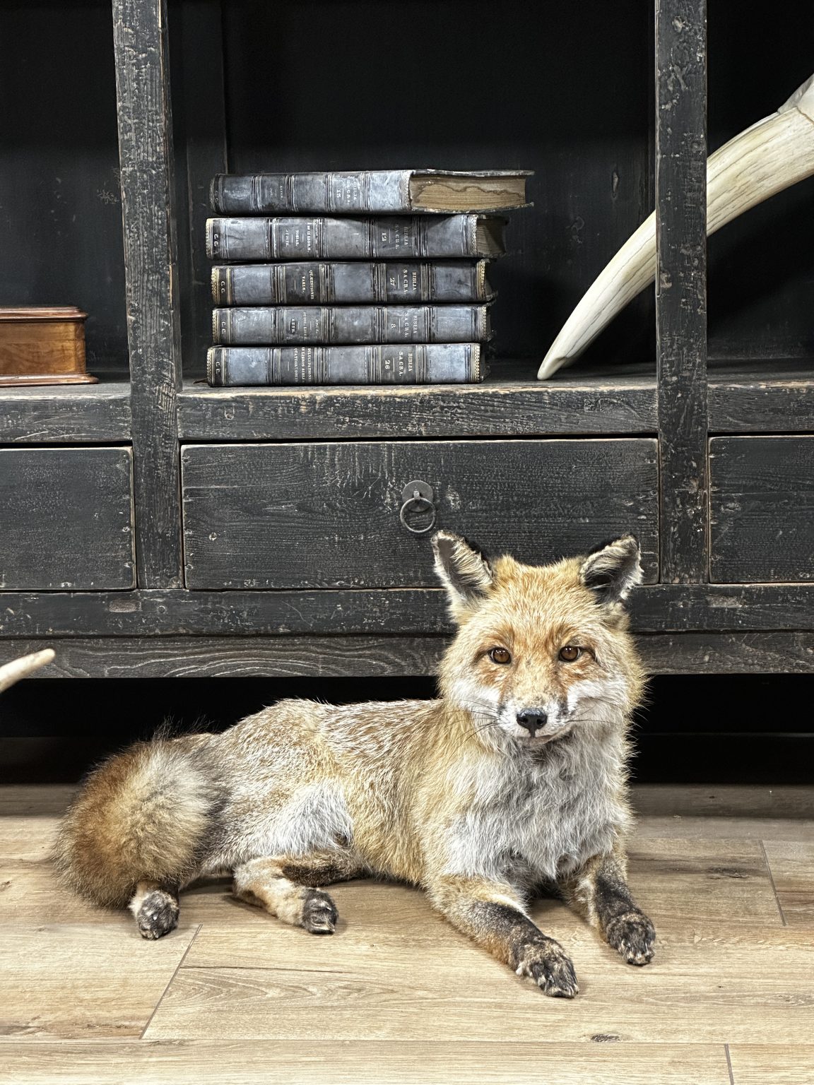 Mounted fox - BEAST Interiors