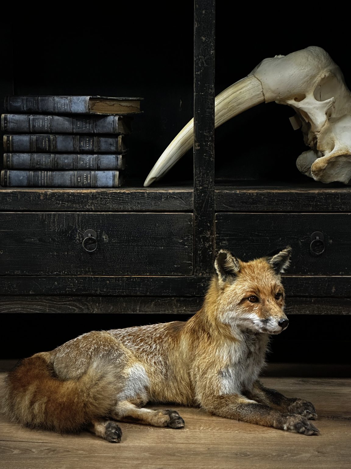 Mounted fox - BEAST Interiors