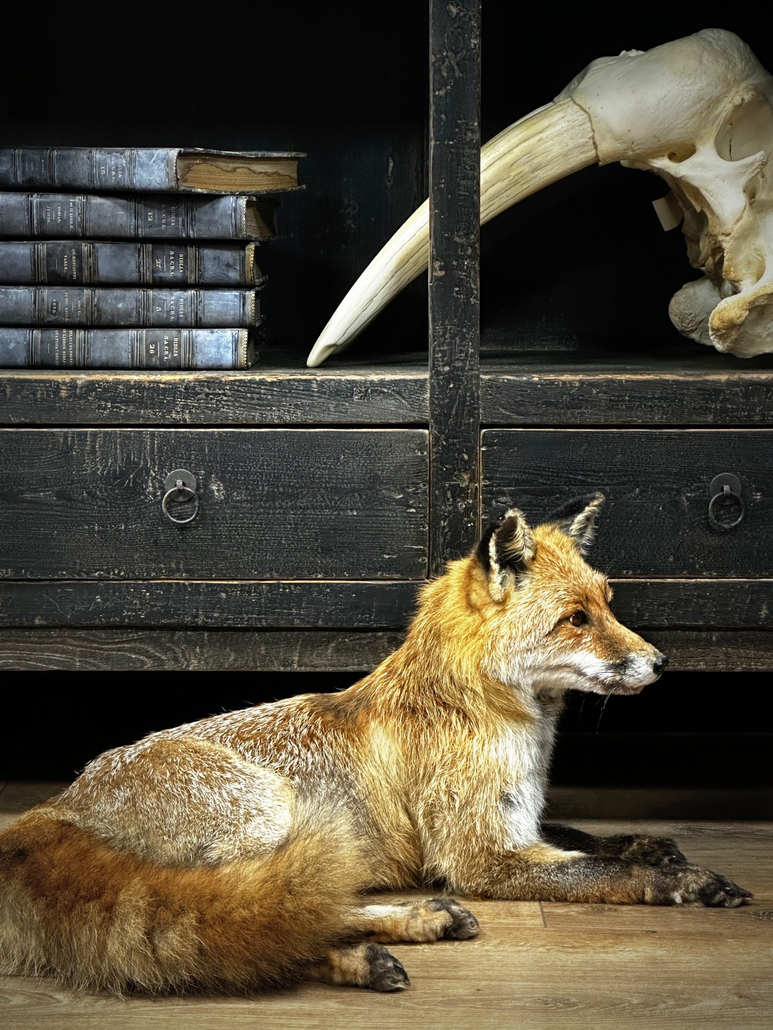 Mounted fox - BEAST Interiors