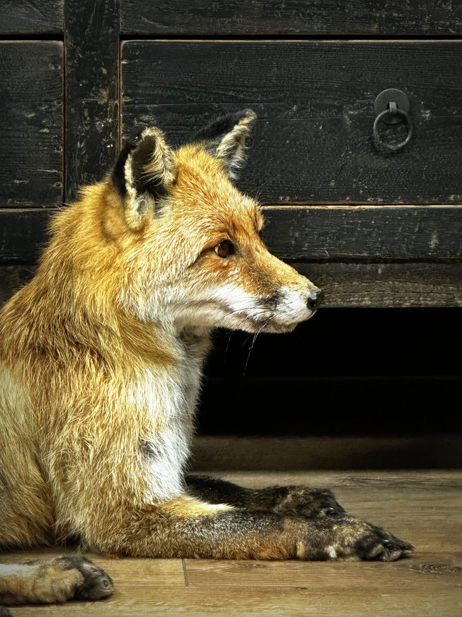 Mounted fox - BEAST Interiors