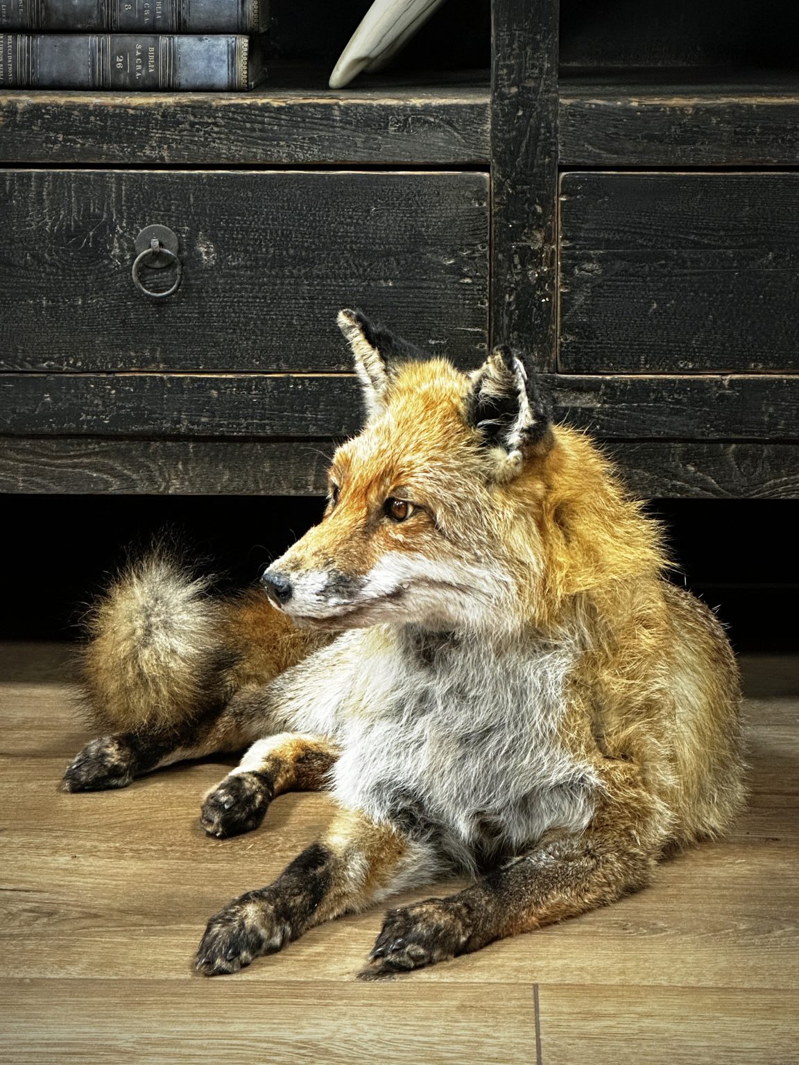 Mounted fox - BEAST Interiors