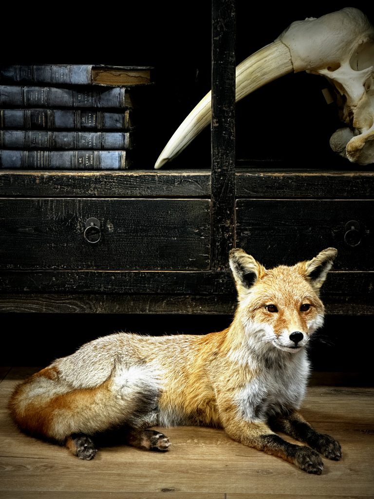 Mounted fox - BEAST Interiors