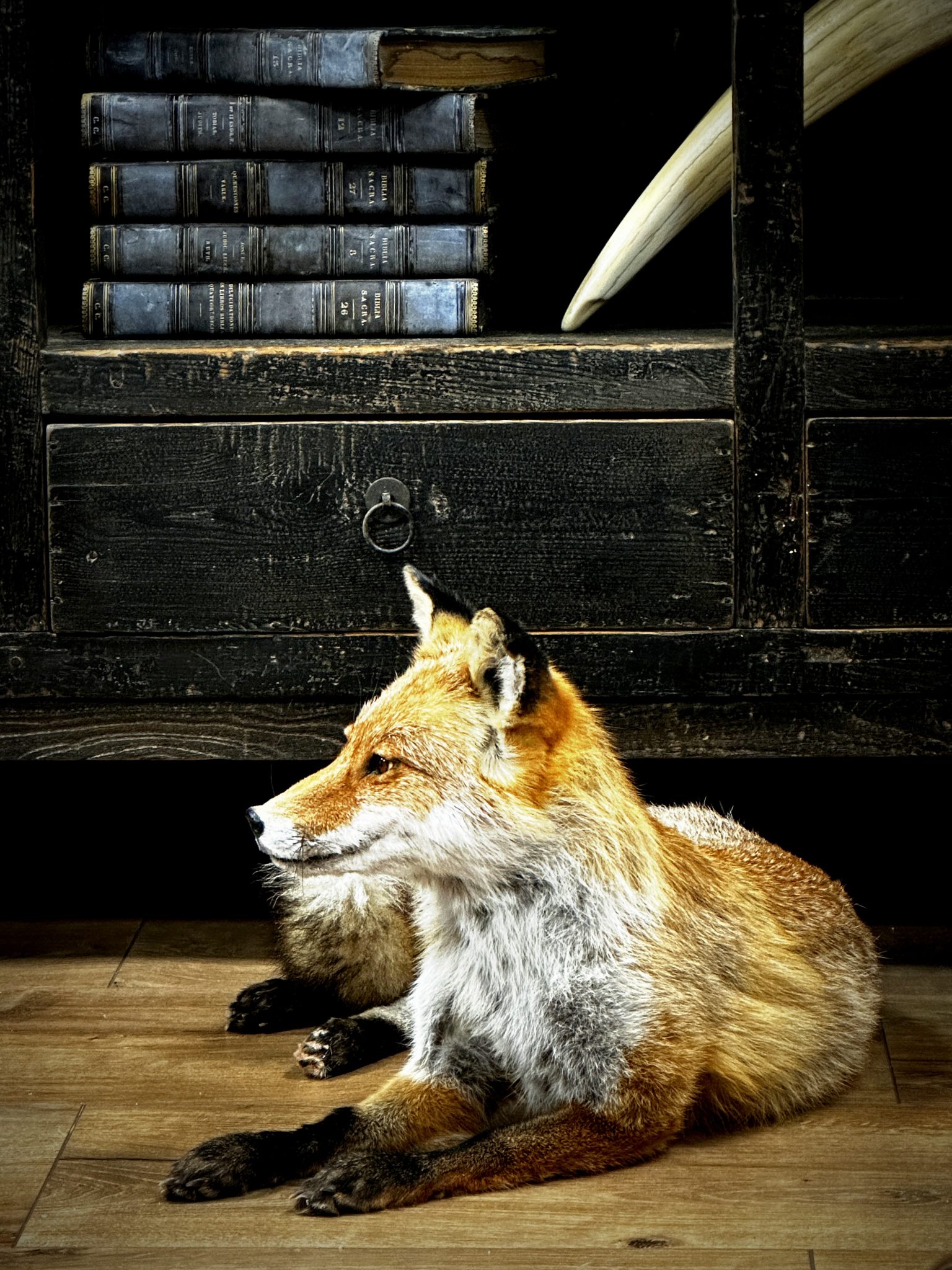 Mounted fox - BEAST Interiors