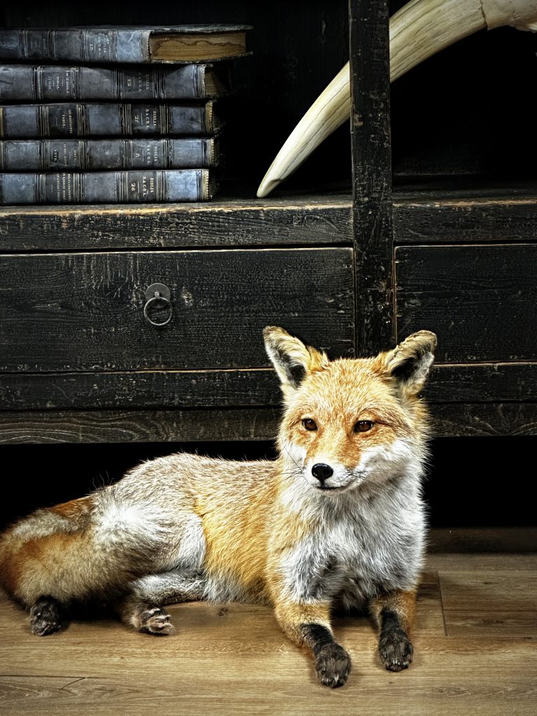 Mounted fox - BEAST Interiors
