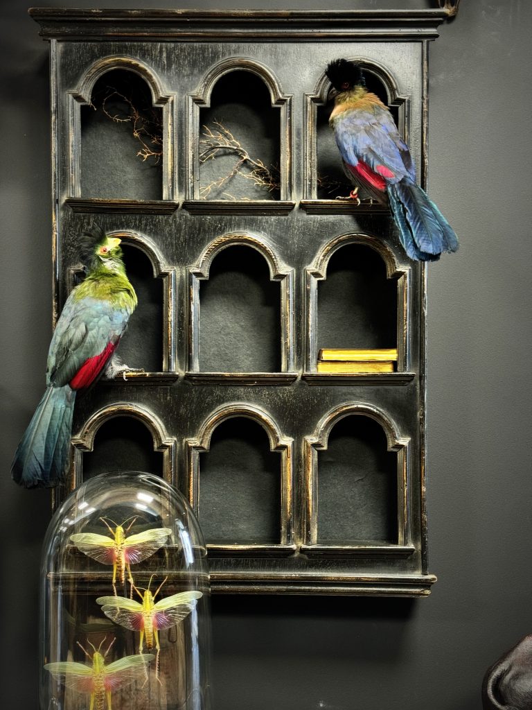Mounted turacos on cabinet of curiosities. - BEAST Interiors