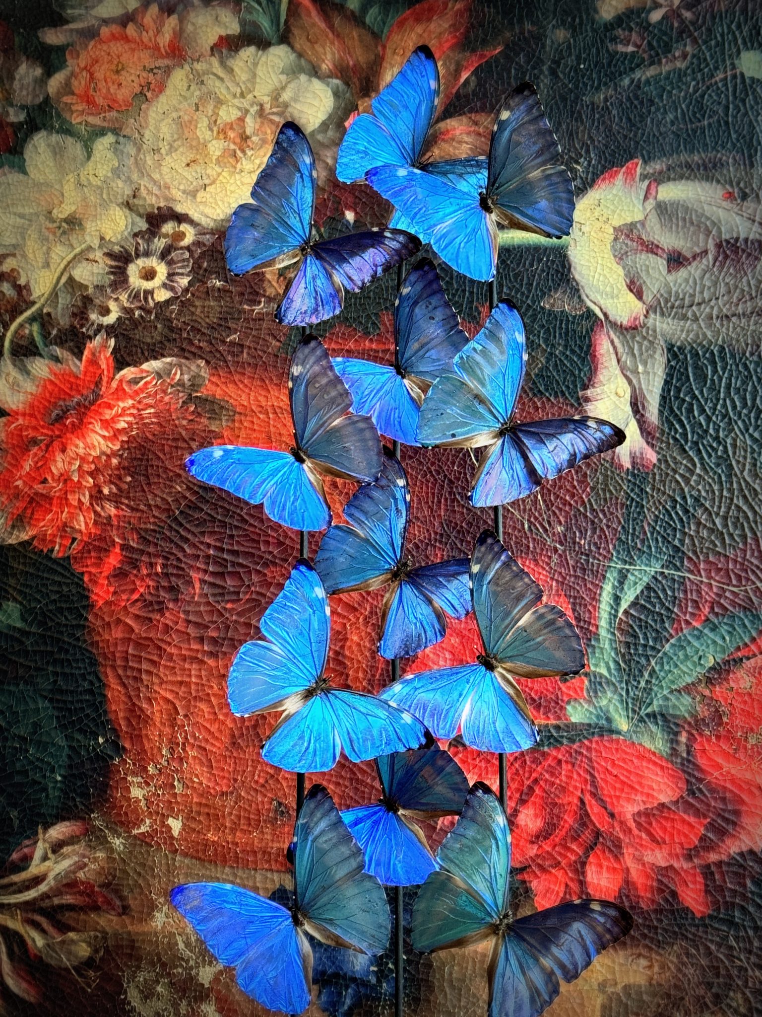 Antique bell jar with Morpho Adonis - BEAST Interiors