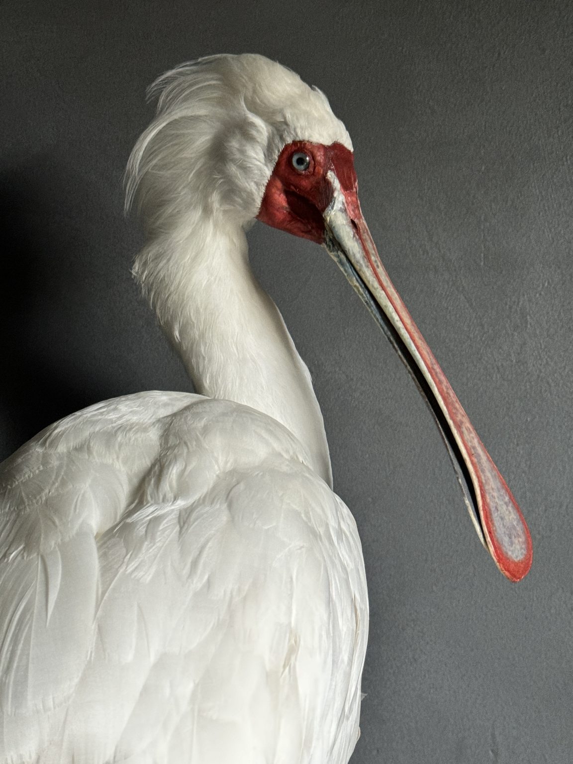 Mounted African spoonbill - BEAST Interiors