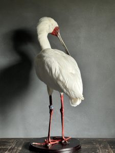 Mounted African spoonbill - BEAST Interiors