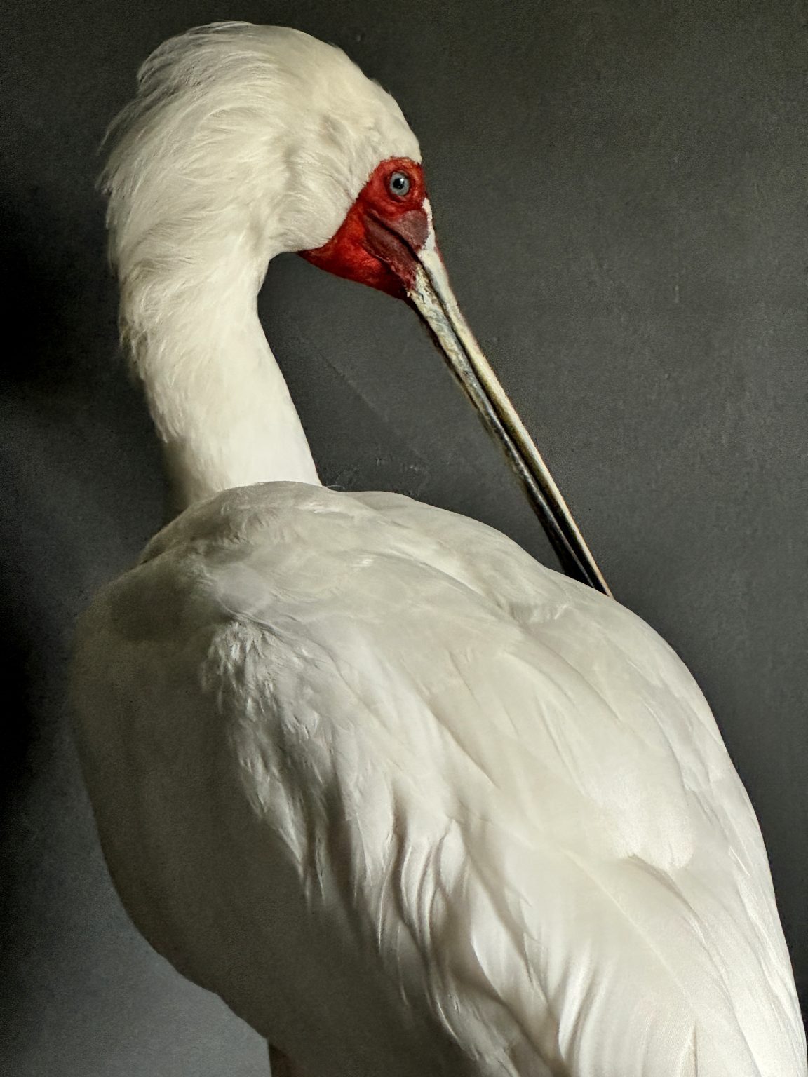 Mounted African spoonbill - BEAST Interiors