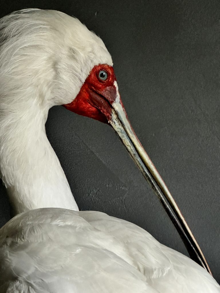 Mounted African spoonbill - BEAST Interiors