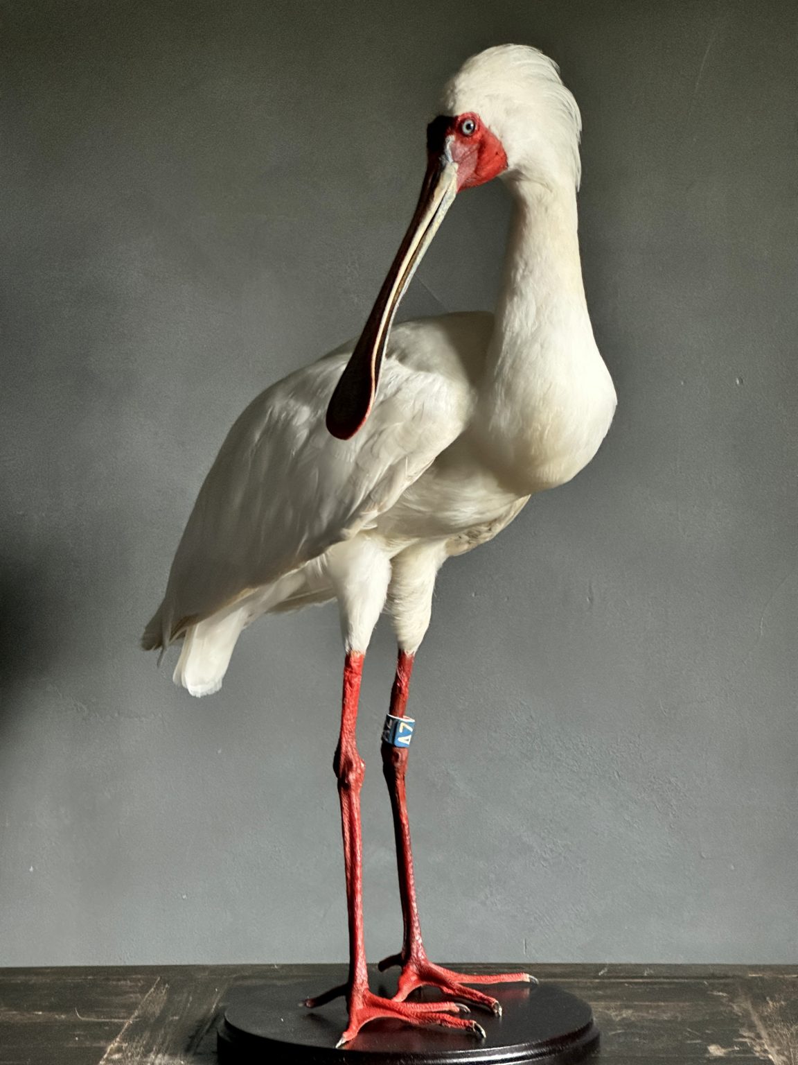 Mounted African spoonbill - BEAST Interiors