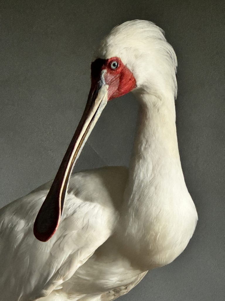 Mounted African spoonbill - BEAST Interiors