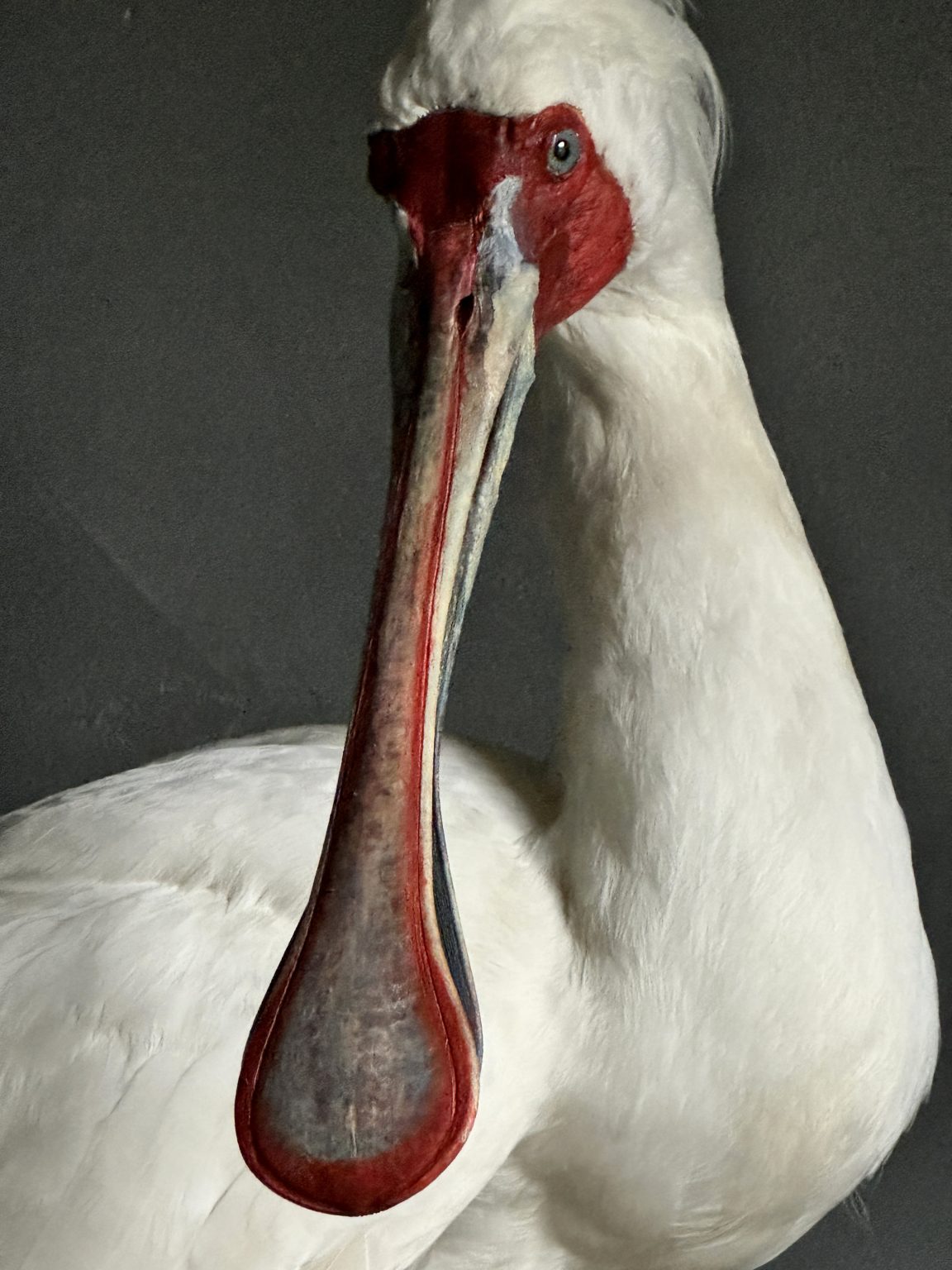 Mounted African spoonbill - BEAST Interiors