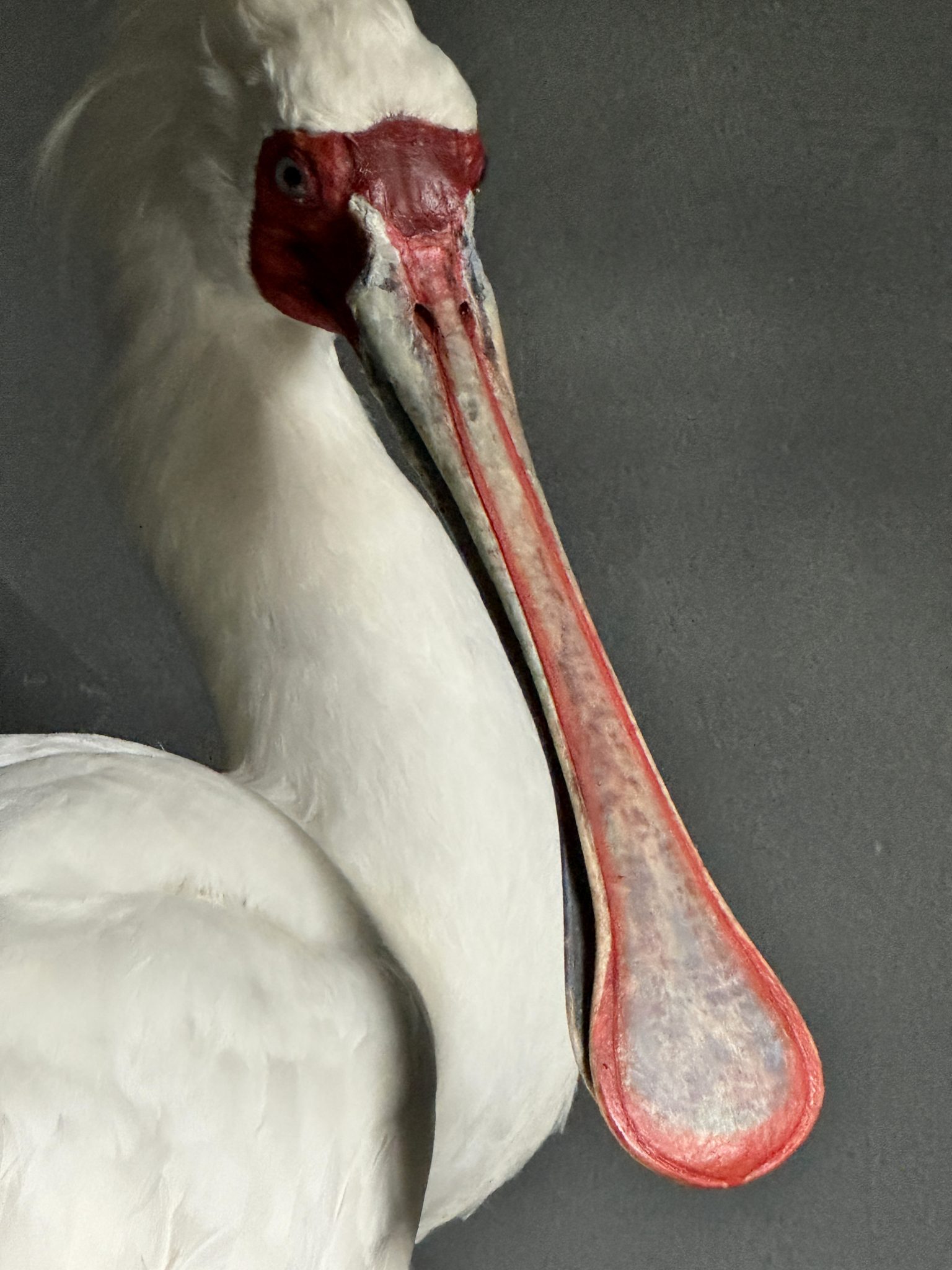 Mounted African spoonbill - BEAST Interiors