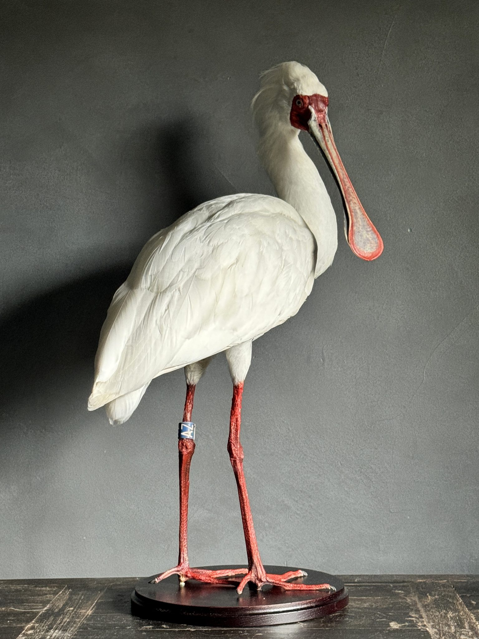 Mounted African spoonbill - BEAST Interiors