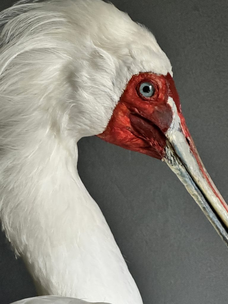 Mounted African spoonbill - BEAST Interiors