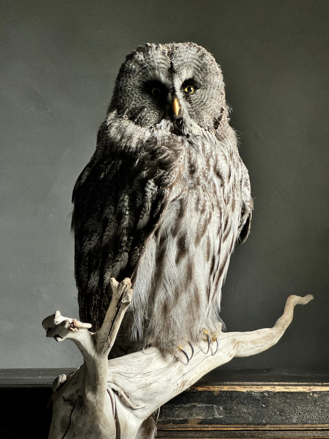 Mounted African spoonbill - BEAST Interiors