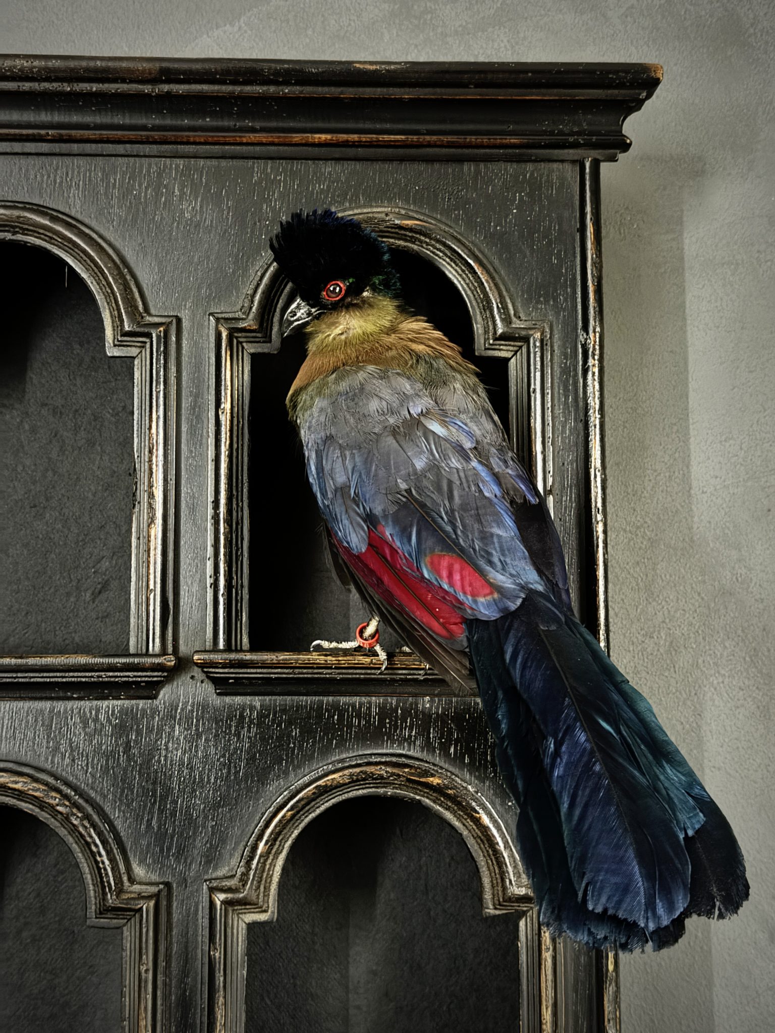 Mounted turacos on cabinet of curiosities. - BEAST Interiors