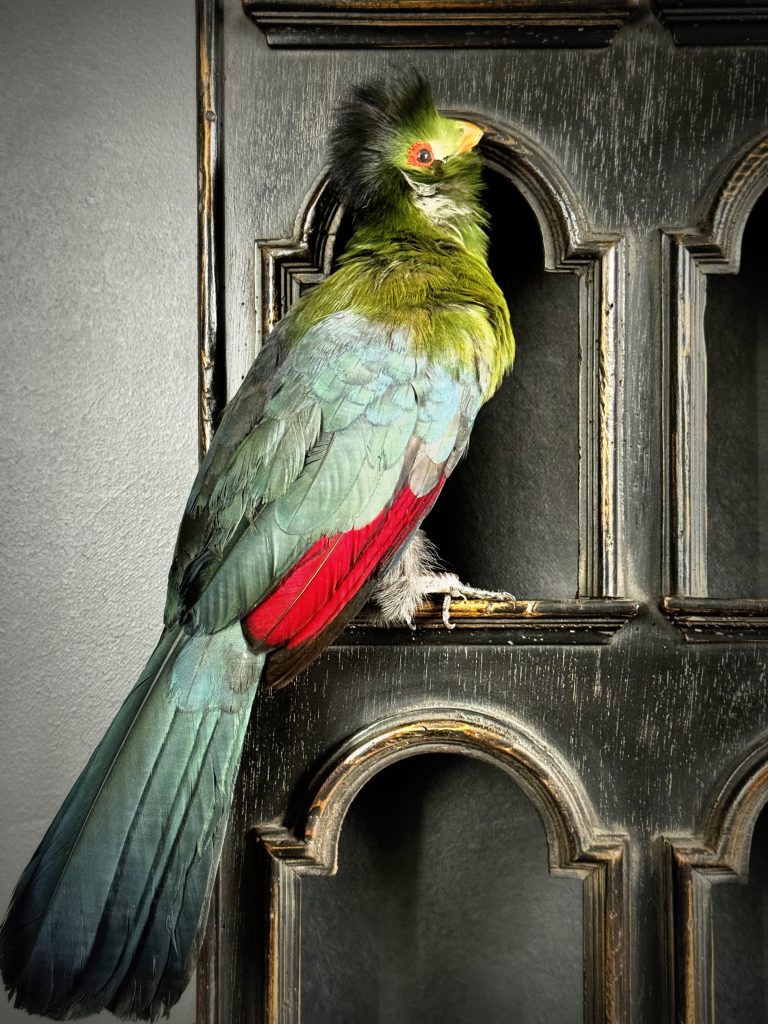 Mounted turacos on cabinet of curiosities. - BEAST Interiors