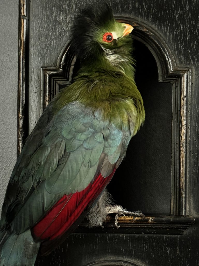 Mounted turacos on cabinet of curiosities. - BEAST Interiors