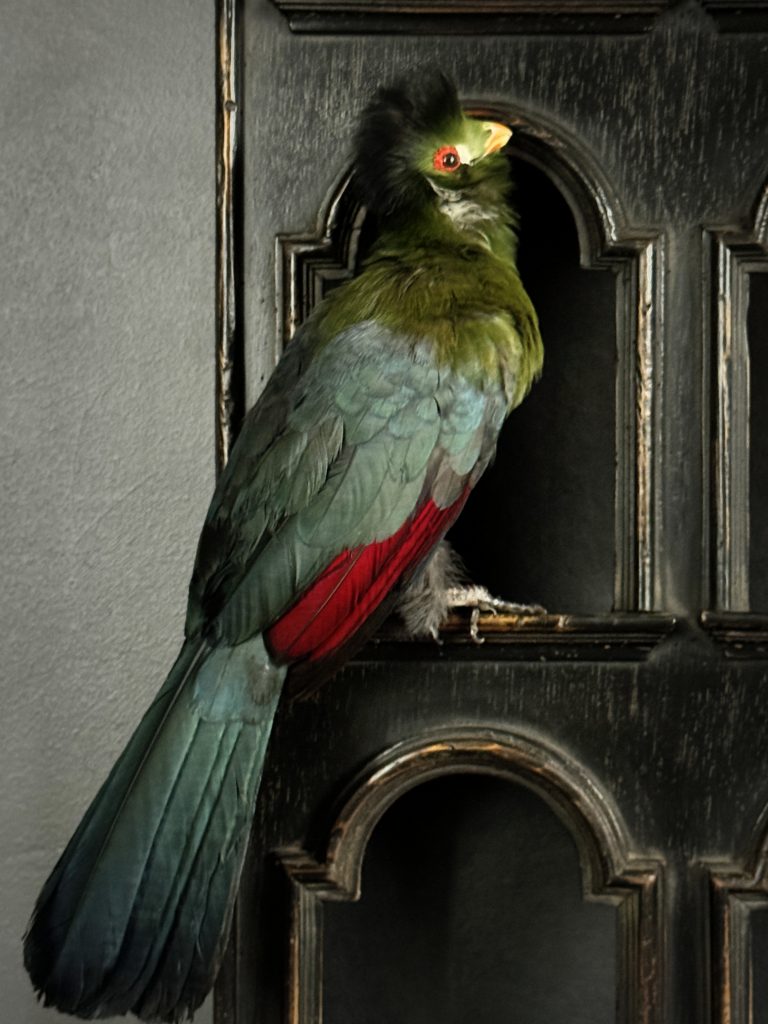 Mounted turacos on cabinet of curiosities. - BEAST Interiors